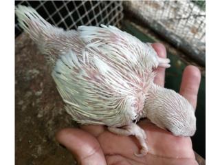Ringneck bb albino Puerto Rico