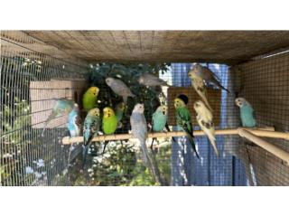 Pericos huevos jaula y comederos Puerto Rico