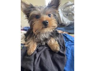 Toy Yorkie Macho Puerto Rico