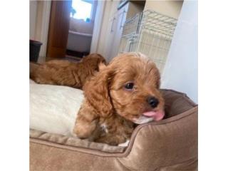 Toy Apricot Cavapoo Hembras Puerto Rico