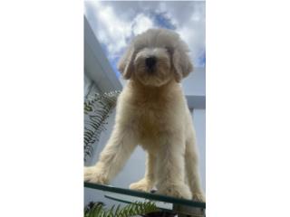 Goldendoodle f2bb Puerto Rico