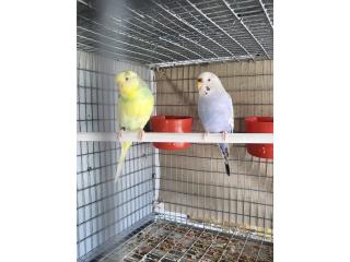 Pareja Pericos Flavos Puerto Rico