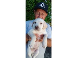 Hermoso Labrador Crema Puerto Rico