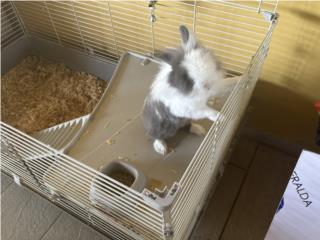 Precioso Conejo y Jaula Puerto Rico