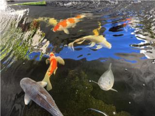 Hermosos Koi "Buttrefly" Puerto Rico