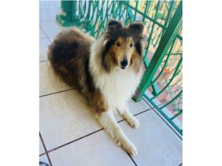 Lassie (Rough Collie) Puerto Rico