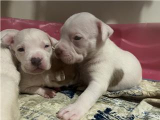 Pitbull Terriers Puppies Puerto Rico