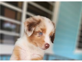 Adorables Australian Shepherd Puerto Rico