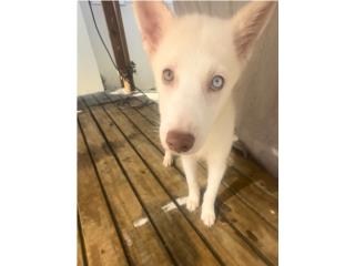 Precioso Siberian Husky Blanco Puerto Rico
