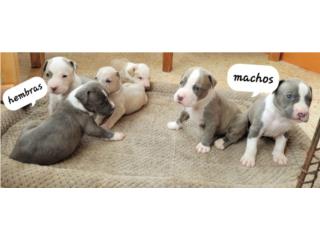 Hermosos Pitbull Puerto Rico