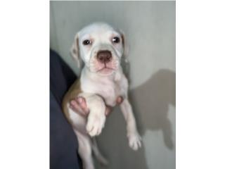 Pitbull hembra Puerto Rico