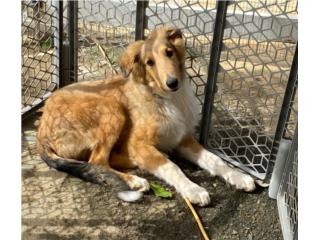 Collie (Lasy nene) Puerto Rico