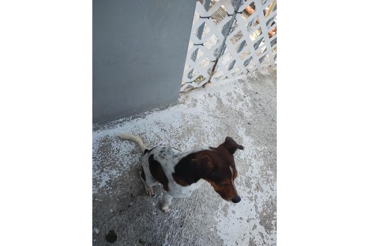 Regalando perrito terrier Puerto Rico