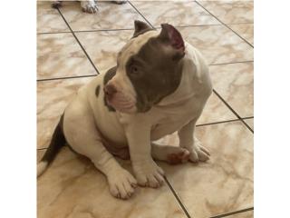 American bully pocket Puerto Rico