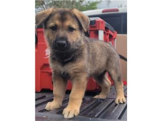 Pastor Alemán (German Shepherd) Puerto Rico