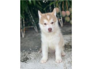 Siberian Husky Puerto Rico