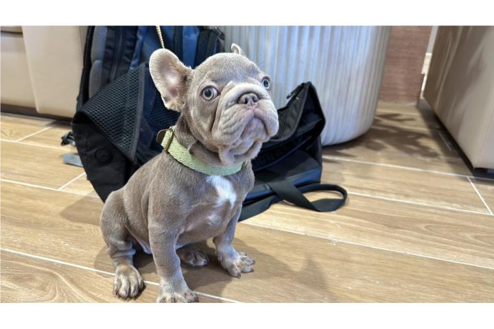 New shade and tan big rope + fluffy carrier Puerto Rico