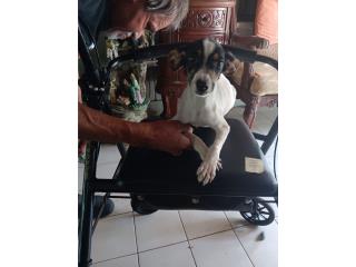 Jack Russell terrier Puerto Rico