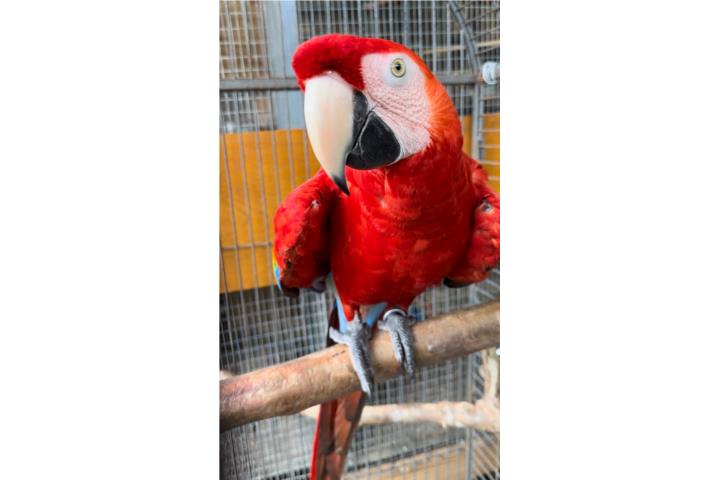 Guacamayo no ADN Puerto Rico