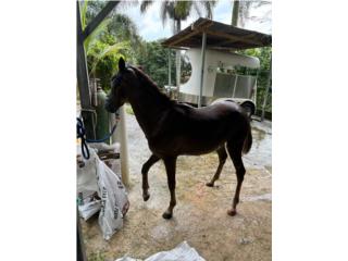 Caballos/Horses Puerto Rico, ClasificadosOnline.com