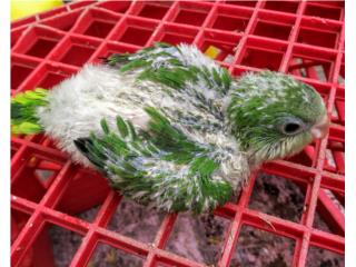 Quaker BB$110 Puerto Rico