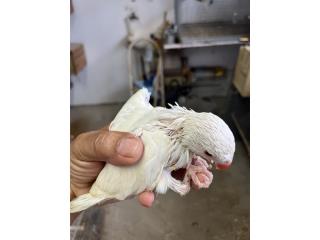 Ringneck albino Puerto Rico