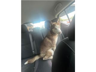 Siberian Husky Puerto Rico