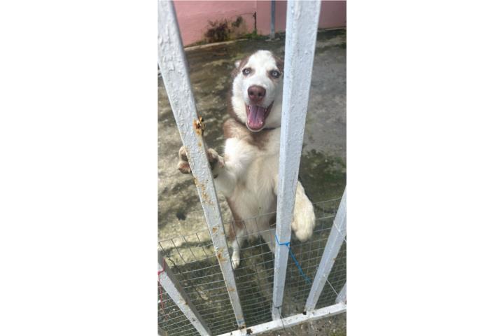 Siberian Husky Puerto Rico