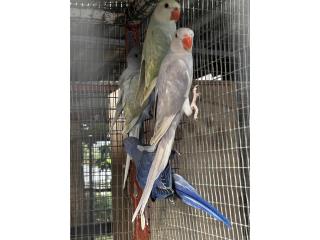 Ringneck violeta Lacewing Puerto Rico