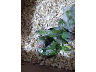 Aves/Birds Puerto Rico, ClasificadosOnline.com