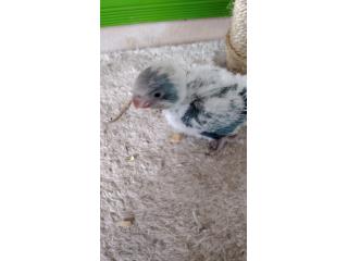 Aves/Birds Puerto Rico, ClasificadosOnline.com