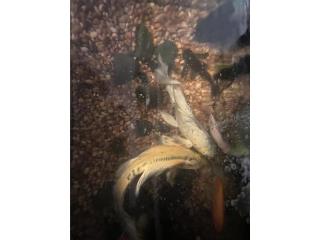 ¡Regalo 3 peces Koi y 3 Goldfish! Puerto Rico
