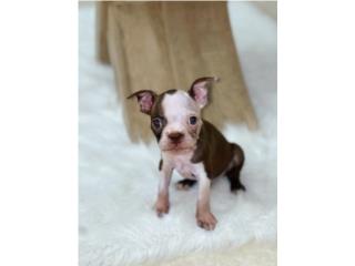 Boston Terrier Puerto Rico