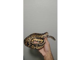 Reptiles Puerto Rico, ClasificadosOnline.com