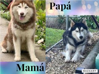 Siberian Husky 100% Puros Puerto Rico