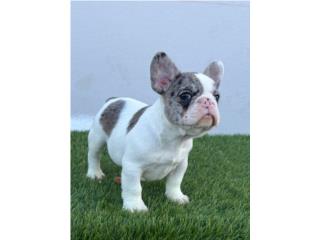 Mini Frenchie Puerto Rico