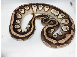 Reptiles Puerto Rico, ClasificadosOnline.com