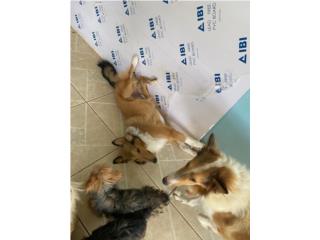 Perros/Dogs Puerto Rico, ClasificadosOnline.com