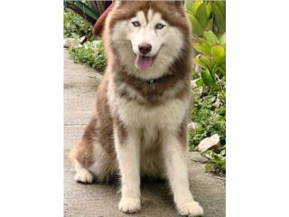 Siberian Husky alta calidad Puerto Rico