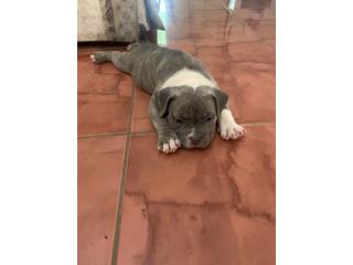 American Bully Puerto Rico