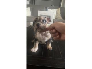 American Bully Puerto Rico