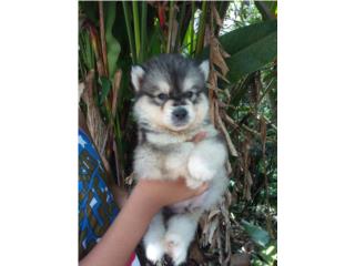 Siberian Husky AKC Puerto Rico