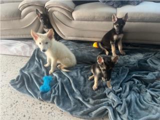 Vendo german shepherd Puerto Rico