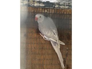 Ringneck violeta lacewing Puerto Rico