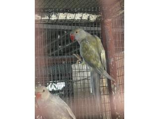 Ringneck violeta turquesa Puerto Rico