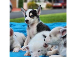 Siberian Husky Puerto Rico