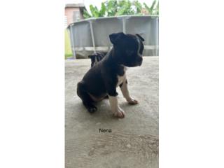 Venta de Boston Terrier Puerto Rico