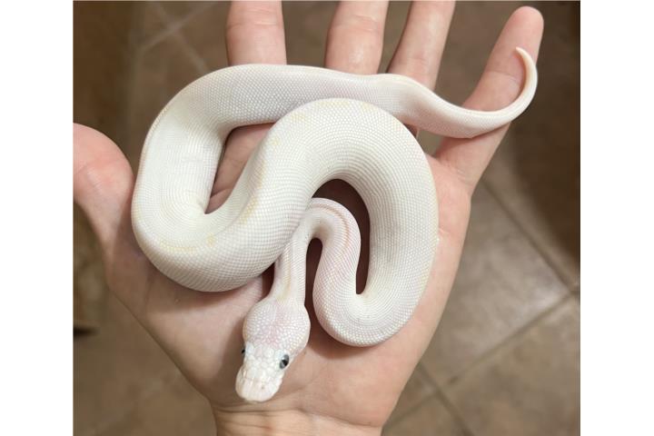 Ball python leucistic Puerto Rico
