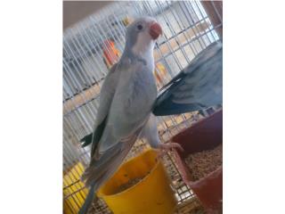 Quaquer hembra pallid blue Puerto Rico