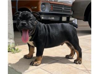 Hermoso American Bully tricolor negro Puerto Rico